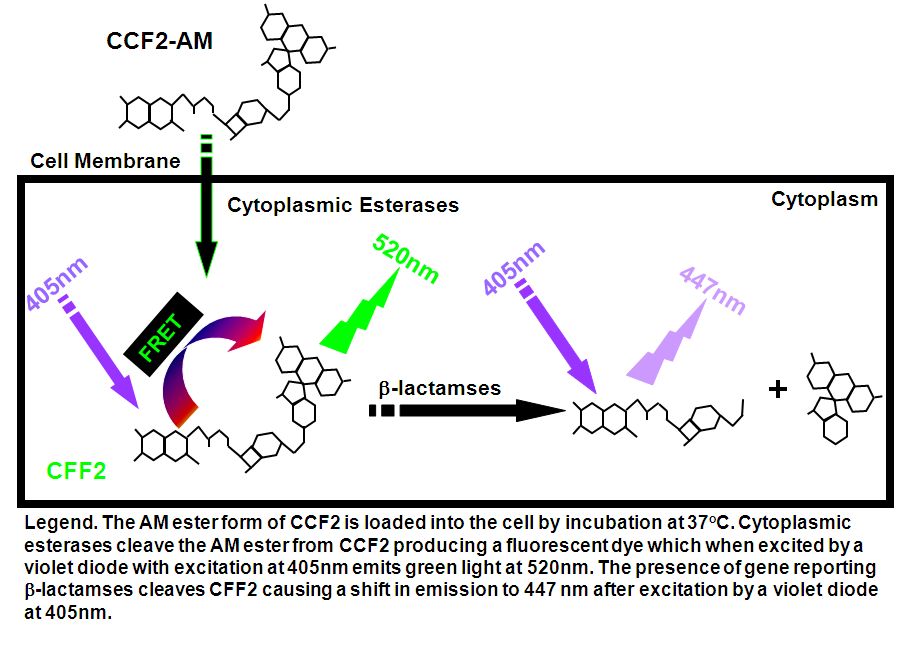 FRET CCF2 - Flow Cytometry Core Facility